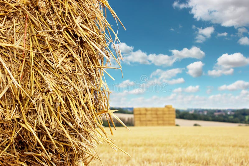 De Balen Van Het Stro Op Landbouwgrond Stock Afbeelding - Image of ...