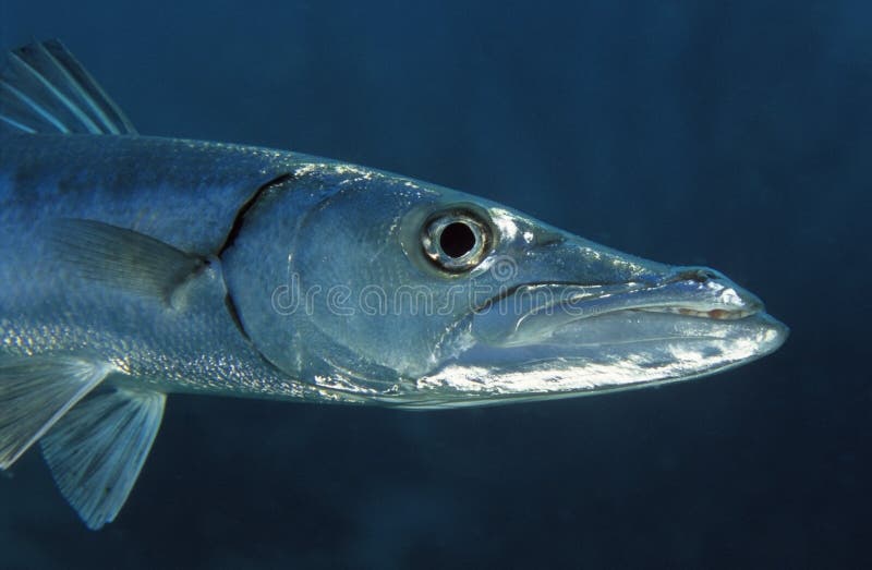 Close-up van een barracuda stock afbeelding. Image of vissen - 12335217