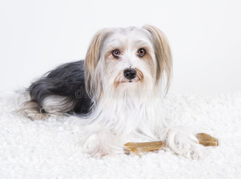 De bastaard van Lhasaapso stock afbeelding. Image of hond - 47101055