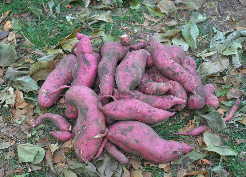 De Bataat of Kumaraoogst Van Ipomoea Batatas Stock Afbeelding - Image ...