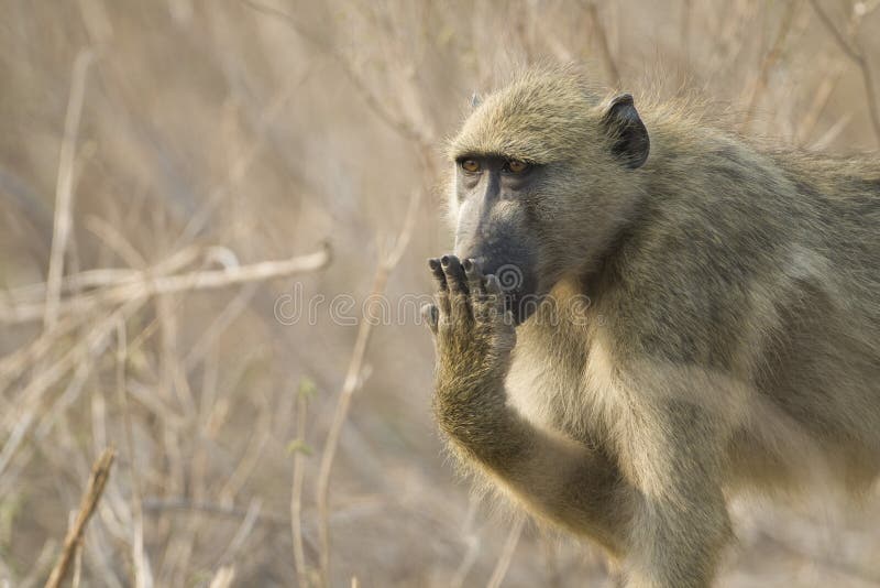 De Baviaan Die Van Chacma Mond, Botswana Behandelt Stock Foto - Image ...