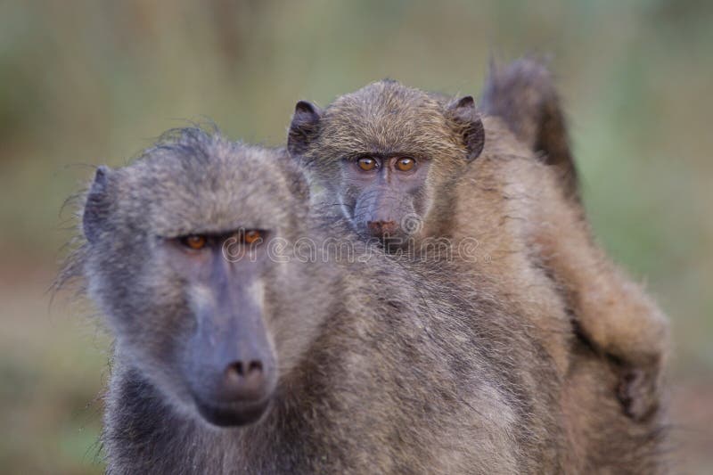 De baviaan van de baby stock foto. Image of jeugd, zuigeling - 21023484