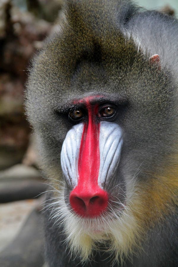 De baviaan van de mandril stock afbeelding. Image of ongebruikelijk ...