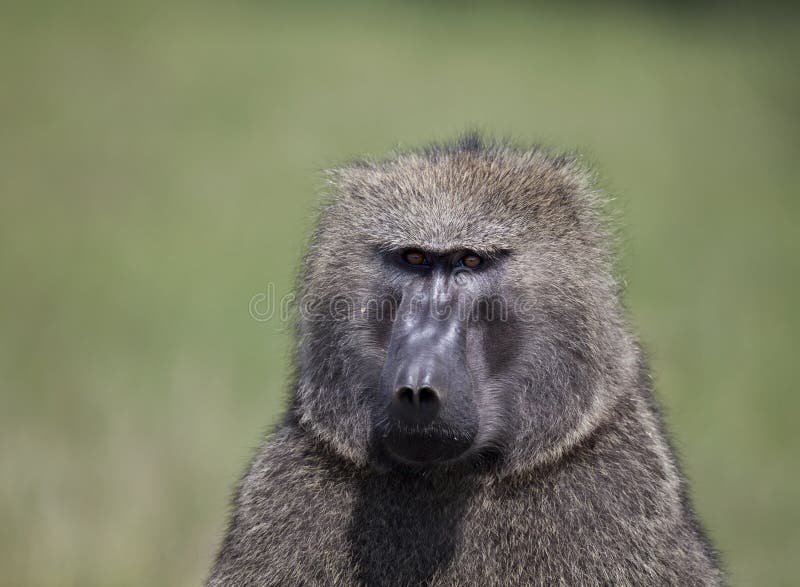 De Baviaan van de olijf stock afbeelding. Image of baviaan - 22160907