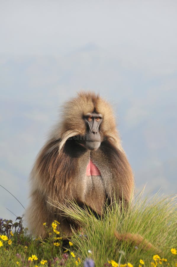De baviaan van de zitting stock foto. Image of mannetje - 27647908
