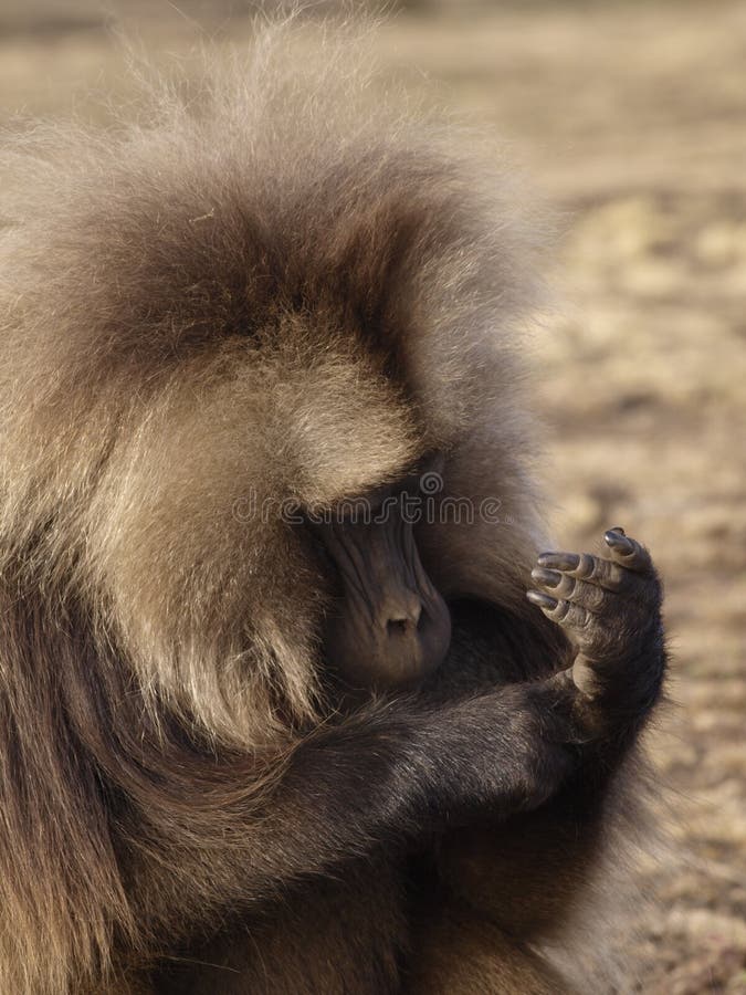 De baviaan van Gelada stock afbeelding. Image of handen - 11774849
