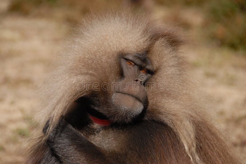 De baviaan van Gelada stock afbeelding. Image of handen - 11774849