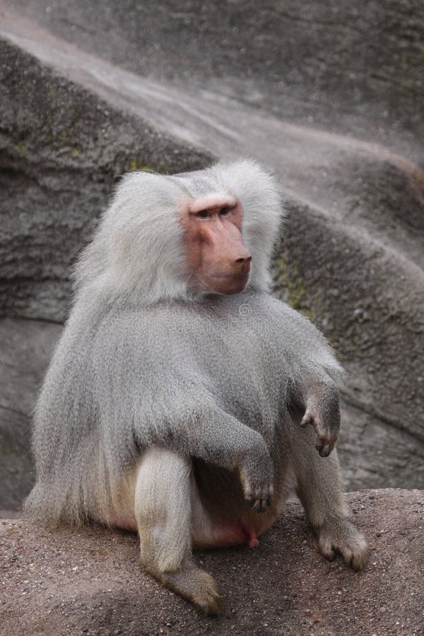 De Baviaan van Hamadryas stock foto. Image of dier, baviaan - 16807424
