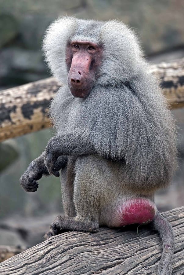 De baviaan van Hamadryas stock foto. Image of grappig - 61917806