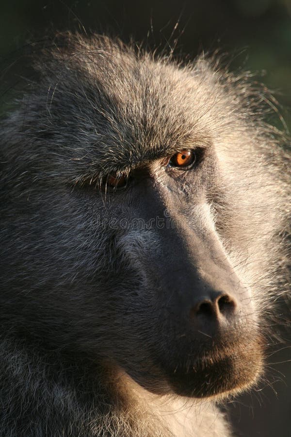 De Baviaan van mamma's stock afbeelding. Image of dier - 24072377