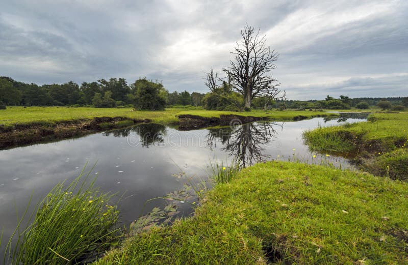 De Beek Van Het Gazon Van De Molen in Het Nieuwe Bos Stock Afbeelding ...