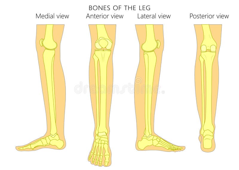 Botbreuk_Beenanatomie Botten Vector Illustratie - Illustration of ...