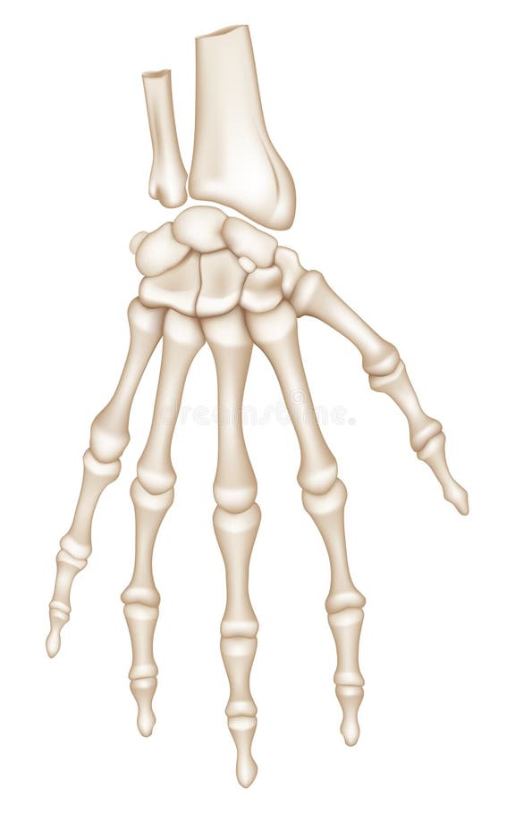 De Beenderen van de hand vector illustratie. Illustration of menselijk ...