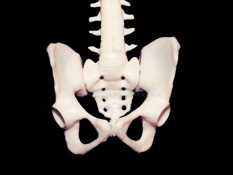 De Beenderen Van Het Bekken Stock Foto - Image of stekel, medisch: 4400006