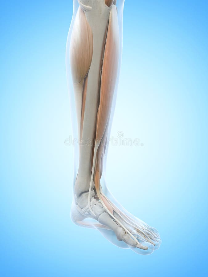 De beenspieren stock illustratie. Illustration of menselijk - 39791388