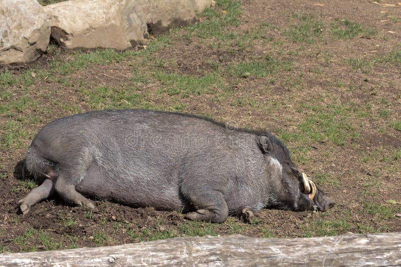 De beer slaapt stock afbeelding. Image of openlucht - 153638235