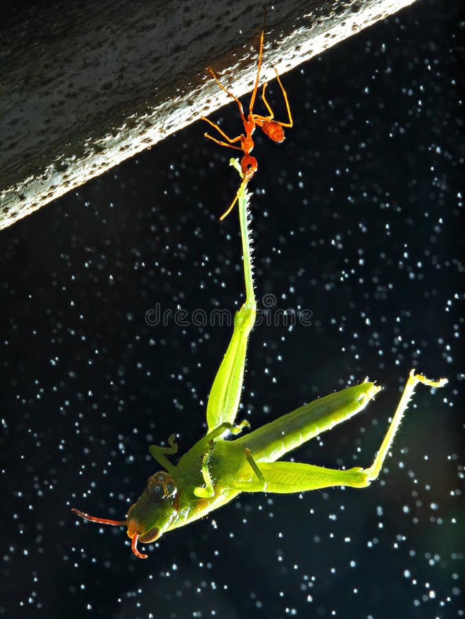 De Beet Van De Mier is Het Voedsel, Stock Afbeelding - Image of groot ...
