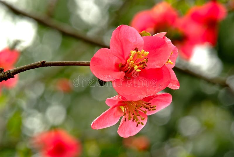 De Begoniabloemen Zijn Bloeiend Stock Foto - Image of kleur, foto: 38386848
