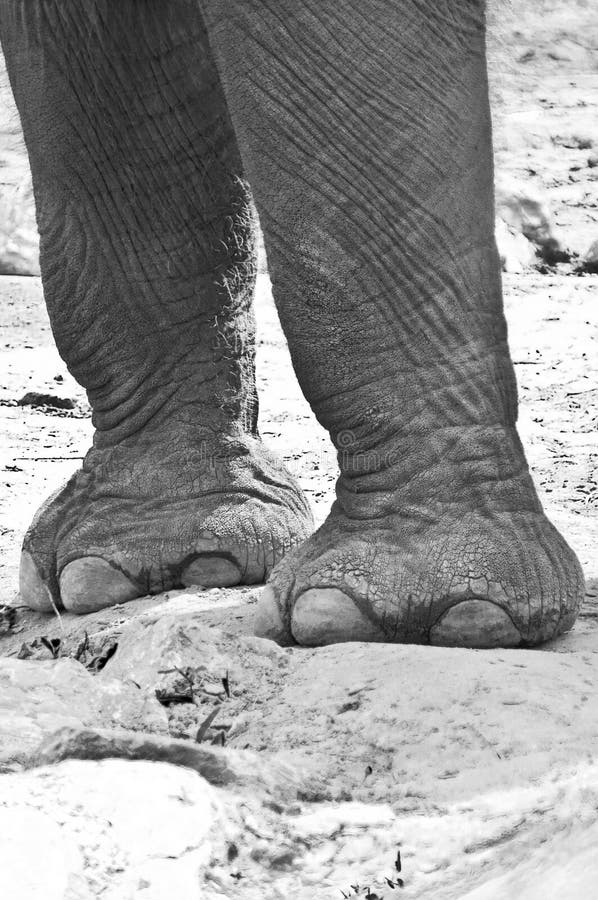 De Benen En De Voeten Van De Olifant 's Stock Afbeelding - Image of ...