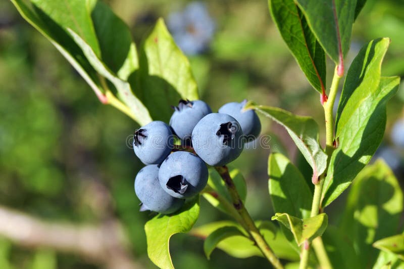 De Bes Van Bosbes Op Struik Stock Afbeelding - Image of voeding, groep ...