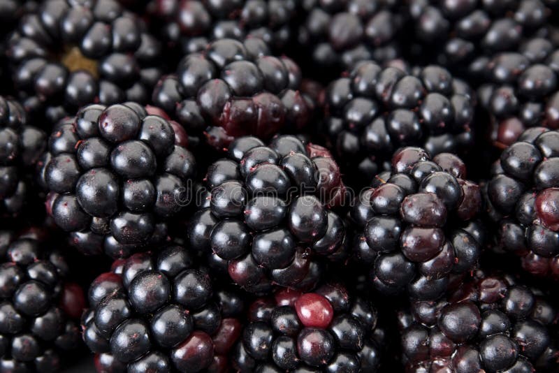 De bes van de braambes stock afbeelding. Image of braambes - 15834739