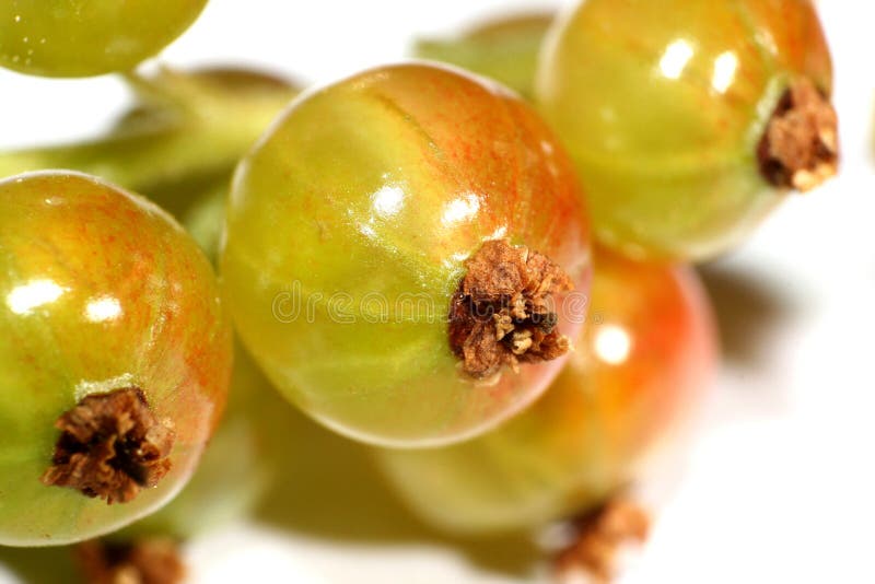 De bessen van de bes stock afbeelding. Image of levensstijl - 5531595