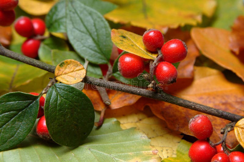 De Bessen van de herfst stock afbeelding. Image of najaar - 61685