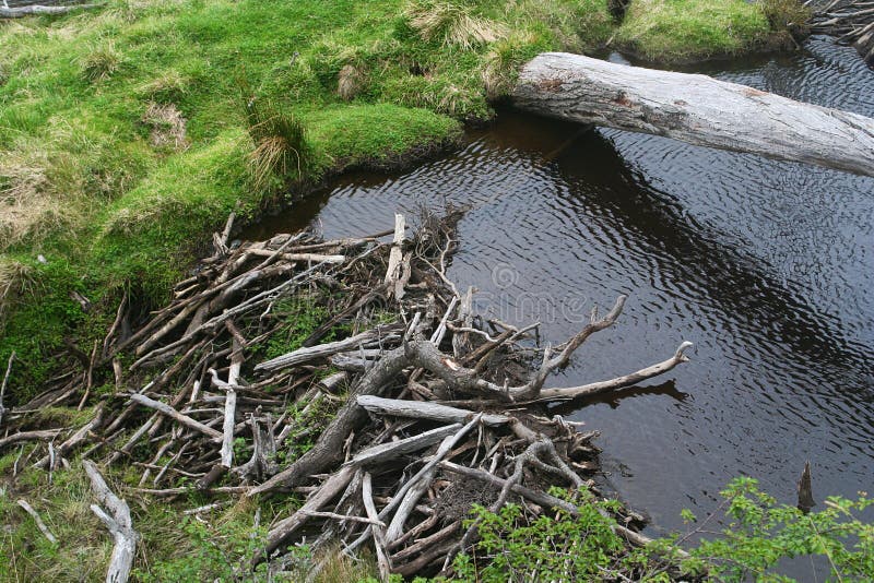 De beverdam stock foto. Image of soorten, zoogdier, knaagdier - 50427248