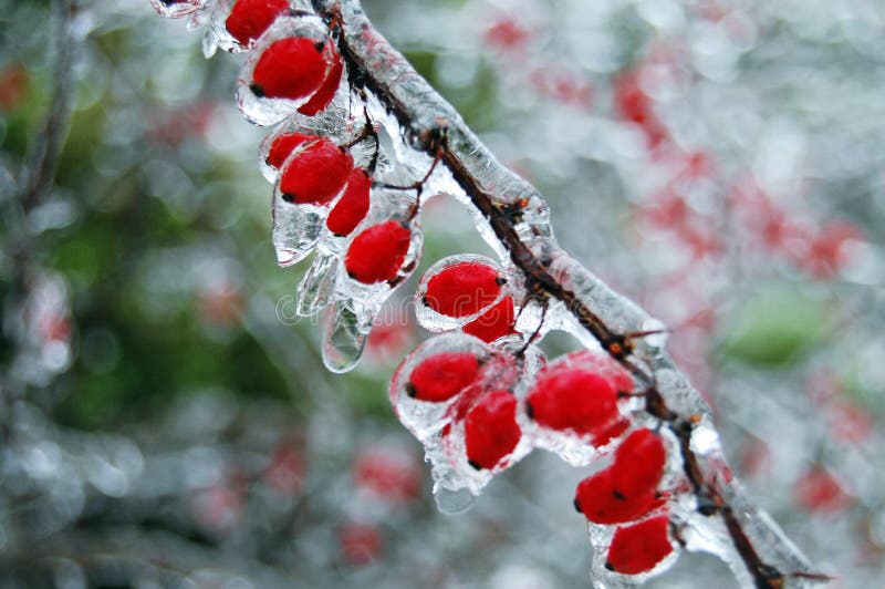 De Bevroren Rode Struik Van De Bes Stock Afbeelding - Image of bevroren ...