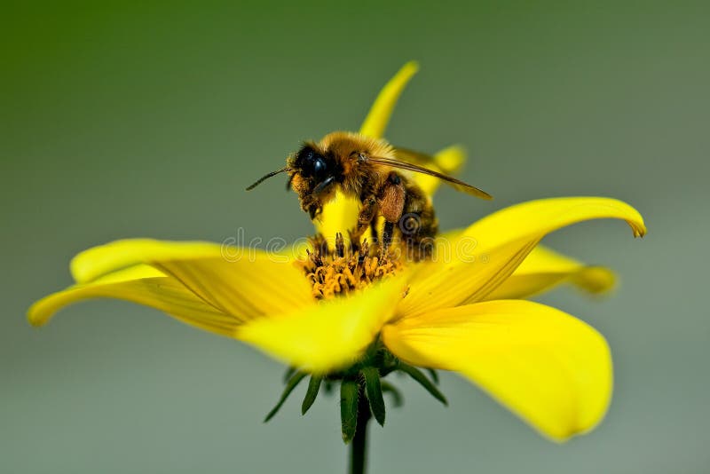 De Bij Op Bloem Verzamelt Nectar Stock Afbeelding - Afbeelding ...