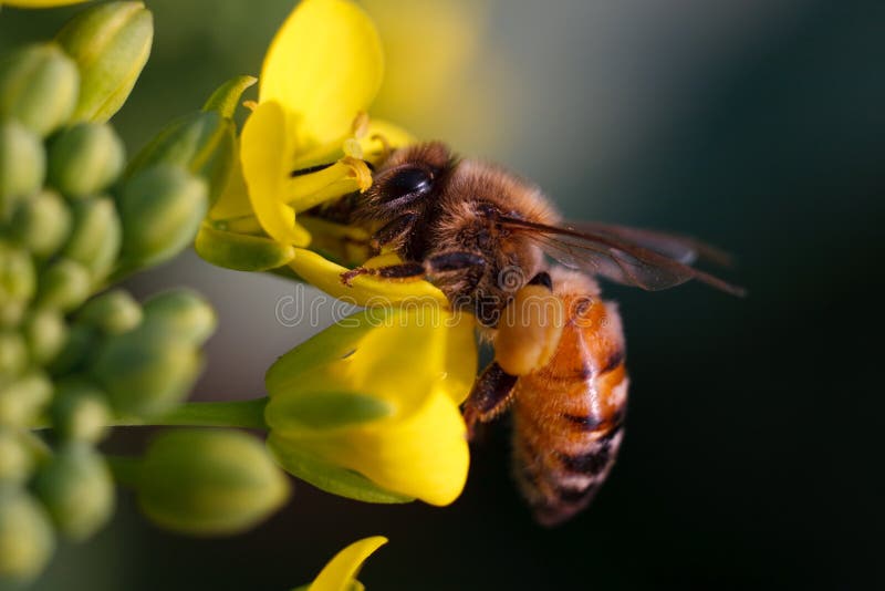 Honingbij stock foto. Image of naughty, hoofd, verzamelen - 8041368