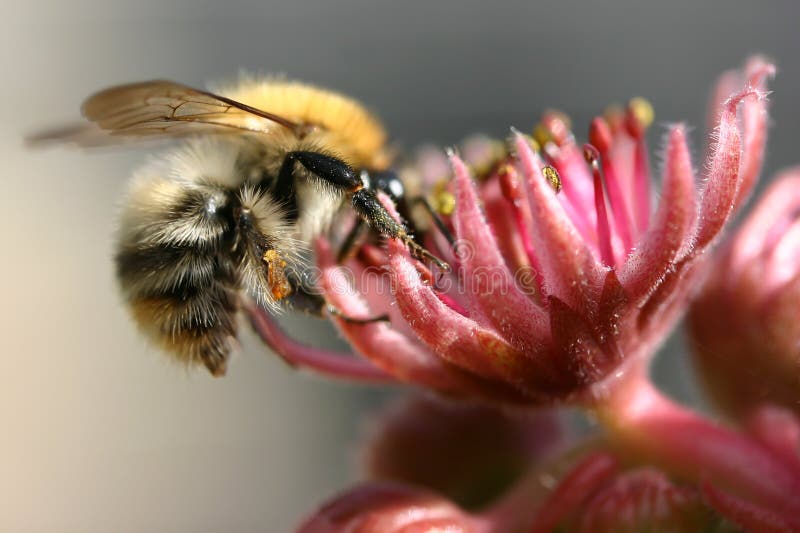 De Westelijke Honingbij of Europese Honingbij - Apis-mellifera Stock ...