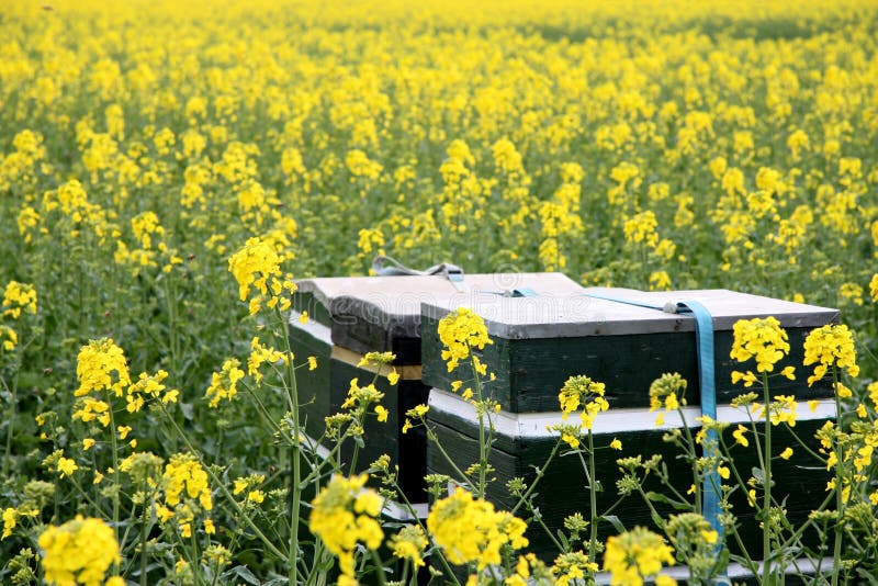 Bijenkorf stock foto. Image of imker, groei, bijenkorf - 14040160