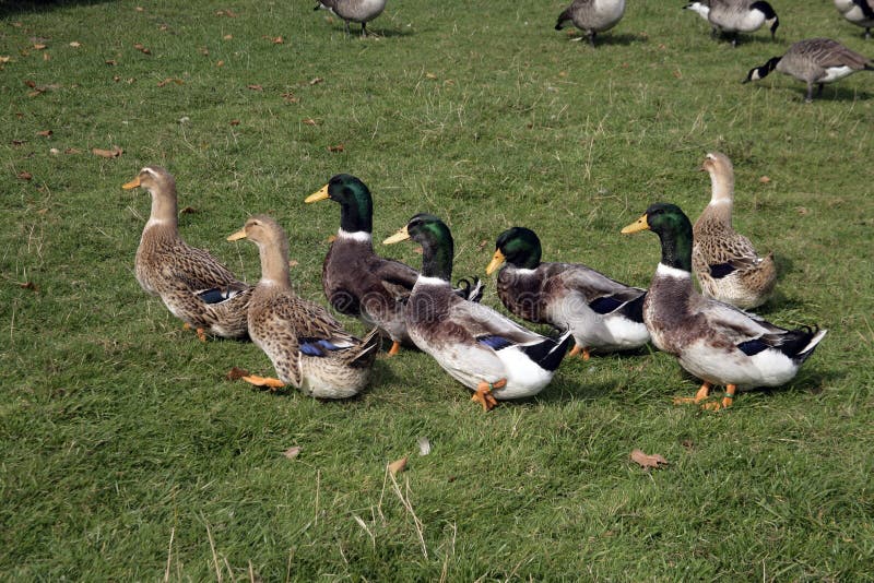 Witte Eend Met Oranje Bek En Voeten Die Een Rek Hebben Stock Foto ...