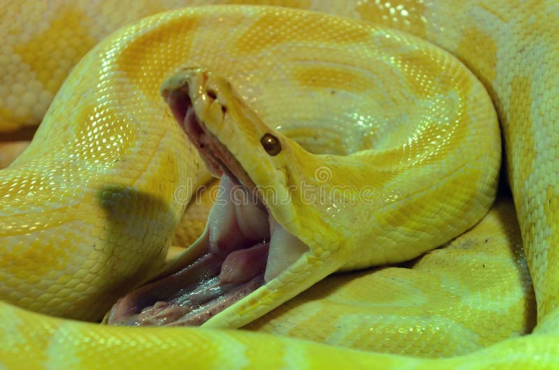 De Birmaanse Python Van De Albino Stock Afbeelding - Image of slik ...