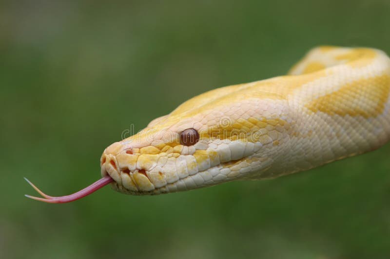De Birmaanse Slang Van De Python Stock Afbeelding - Image of albino, bruin: 7395879