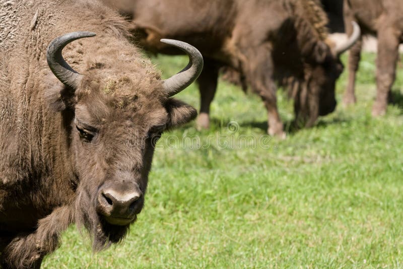 De bizon van Polen stock afbeelding. Image of bizon, najaar - 10705915