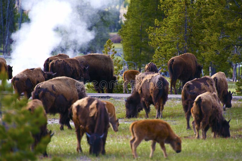 Yellowstone Bizons stock foto. Image of bont, zoogdier - 27876932