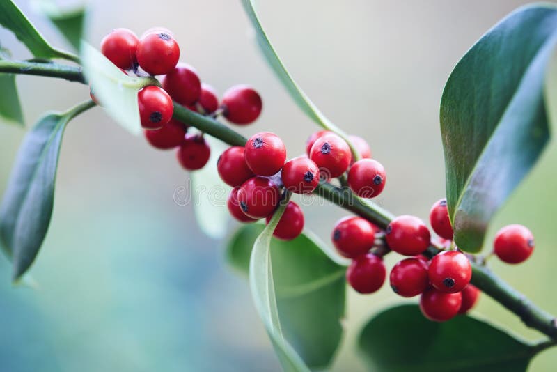 De Bladeren En De Bessen Van De Hulst Stock Foto - Image of vrucht ...