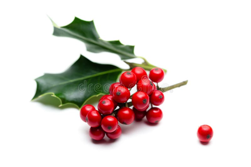 De Bladeren En De Bessen Van De Hulst Stock Afbeelding - Image of hulst ...