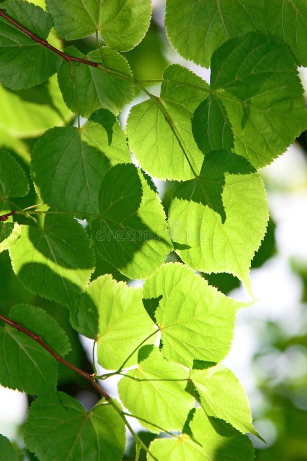 Berkenbladeren Vielen Op Een Groene Pruik Van Een Pijnboom. Bladeren ...
