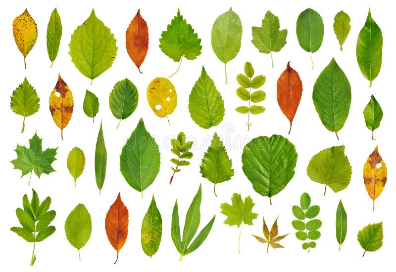 Boombladeren stock foto. Image of botanisch, achtergrond - 30234158