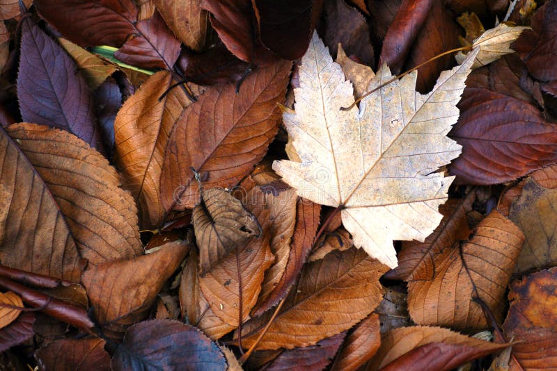 Antiek Zakhorloge Op Dode Bladeren Stock Foto - Image of antiquiteit ...