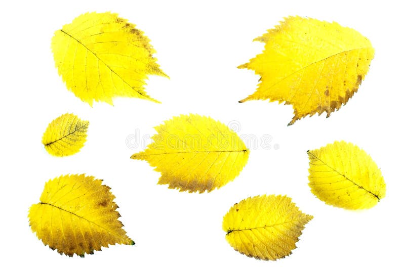 De bladeren van de els stock afbeelding. Image of nave - 26953327