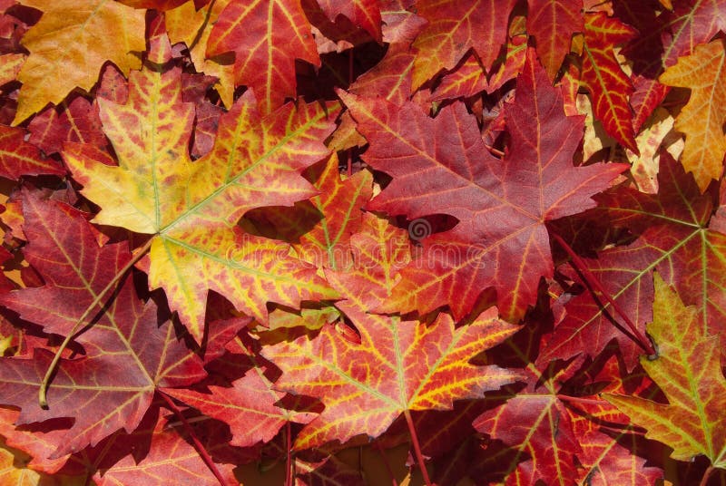De Bladeren Van De Esdoorn in De Herfst, Acer Platanoides Stock ...