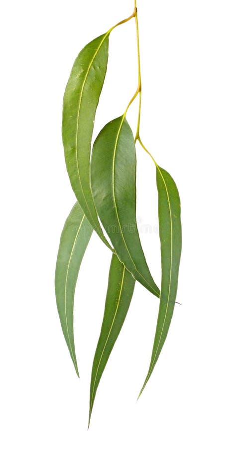De Bladeren van de gom stock afbeelding. Image of installatie - 4189969