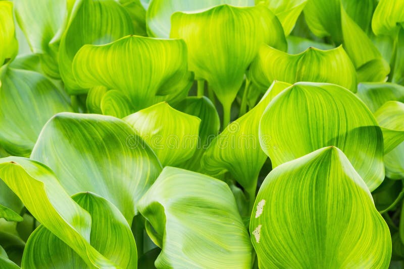 De Bladeren Van De Waterhyacint Stock Afbeelding - Image of nave ...