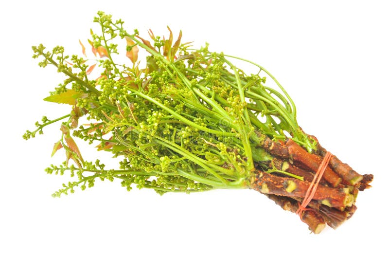 De bladeren van Neem stock foto. Image of schoonheidsmiddelen - 28507344