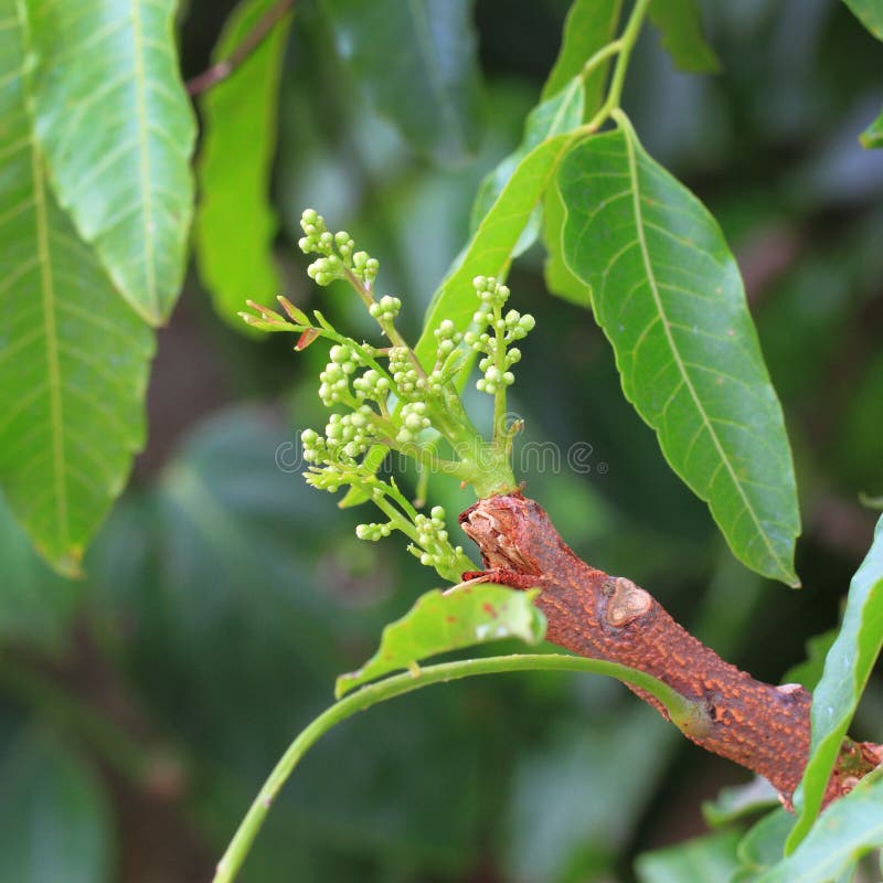 De Bladeren van Neem stock afbeelding. Image of genezing - 44133589