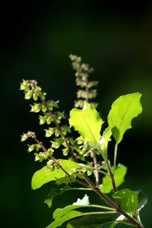 De bladeren van Tulsi stock afbeelding. Image of ochtend - 14211181
